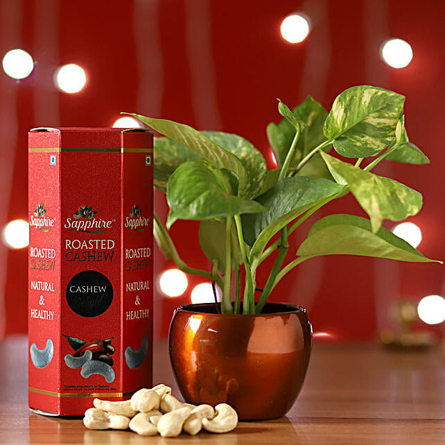 Buy/Send Money Plant With Roasted Cashews Pack Online- FNP
