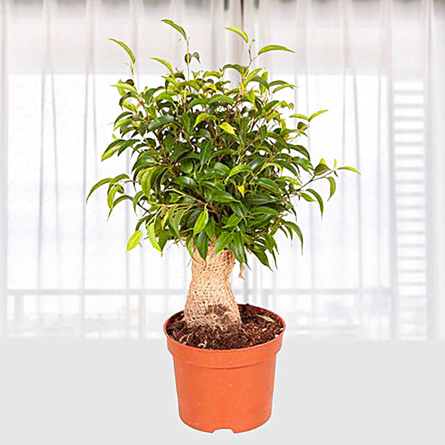 Ficus Benji Natasja qatar | Gift Ficus Benji Natasja- FNP